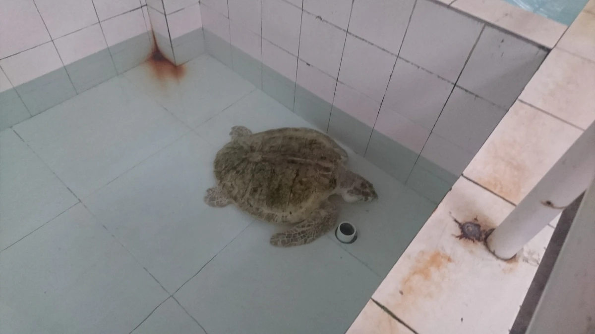 Kemp's Ridley Sea Turtle | NatureRules1 Wiki | Fandom