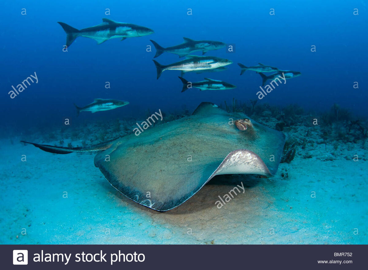 Roughtail Stingray Naturerules1 Wiki Fandom
