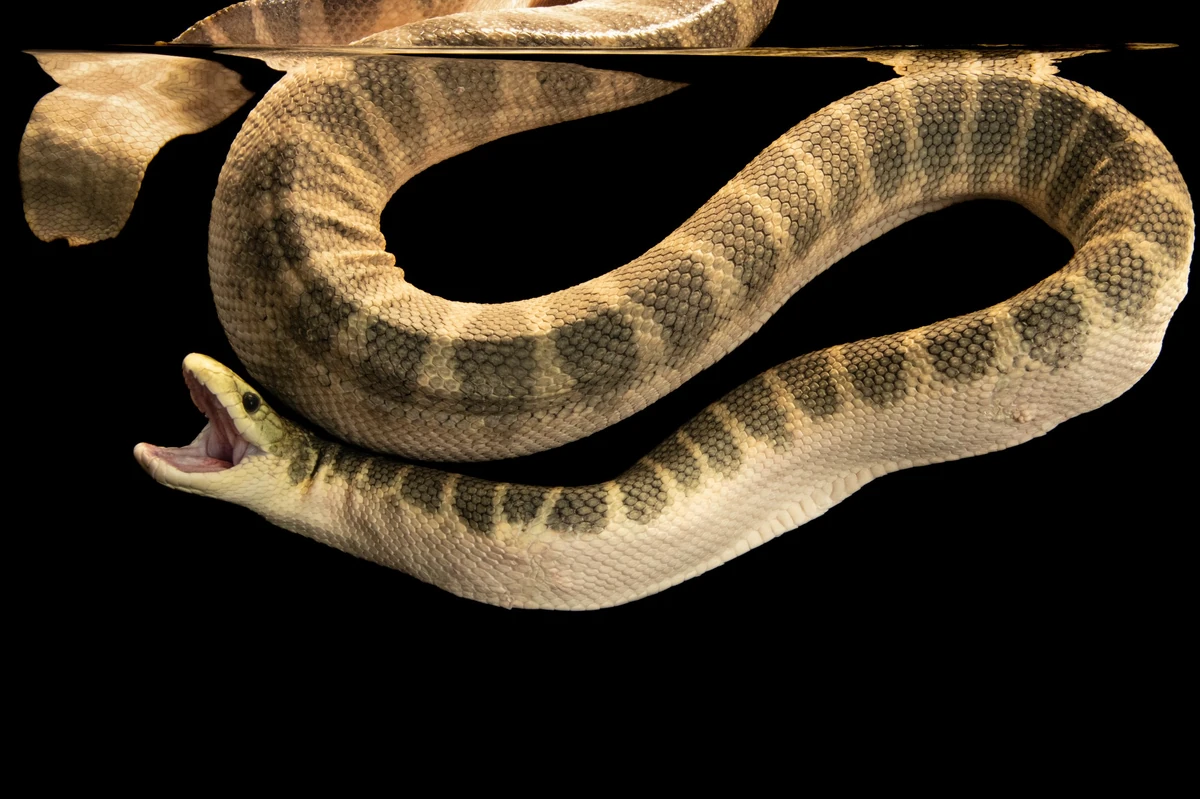 Ornate Sea Snake | NatureRules1 Wiki | Fandom