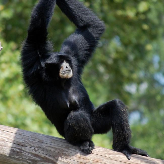 Siamang | NatureRules1 Wiki | Fandom