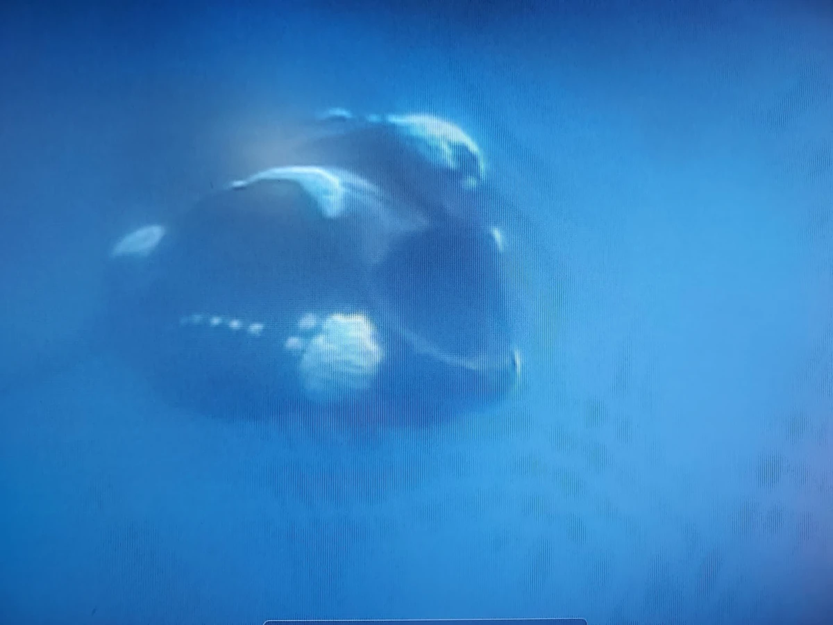 Deep Sea 3D | NatureRules1 Wiki | Fandom
