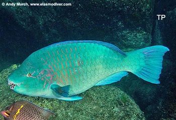 Bumphead Parrotfish | NatureRules1 Wiki | Fandom