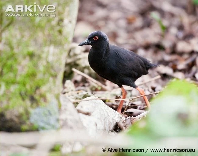 Henderson Crake | NatureRules1 Wiki | Fandom