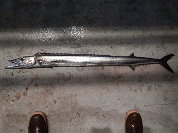 Snake Mackerel | NatureRules1 Wiki | Fandom