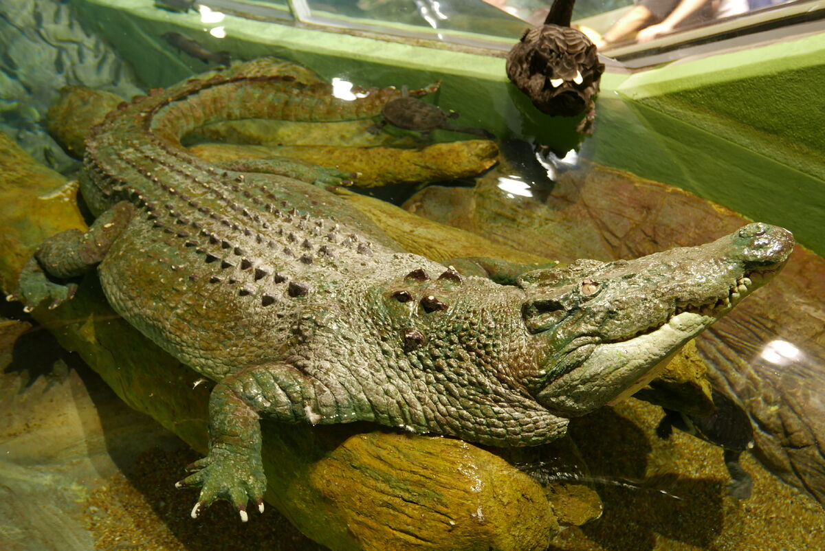 Two-toed Tom | NatureRules1 Wiki | Fandom