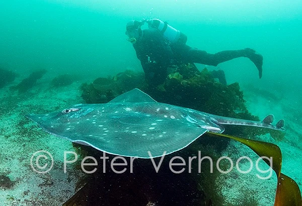 Common Skate | NatureRules1 Wiki | Fandom