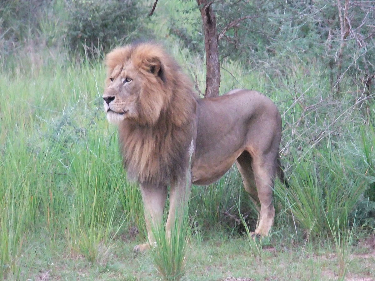Congo Lion | NatureRules1 Wiki | Fandom