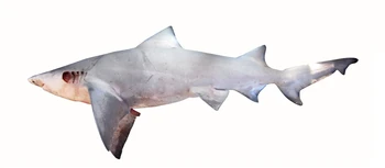 Borneo Broadfin Shark | NatureRules1 Wiki | Fandom