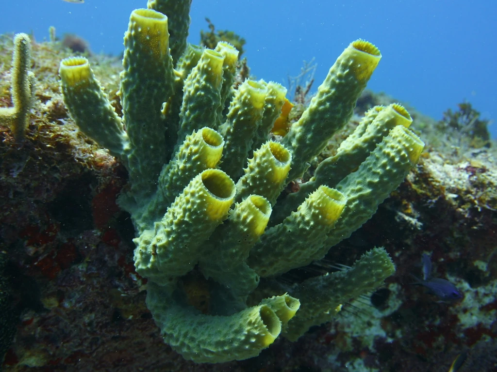 Callyspongia Vaginalis | NatureRules1 Wiki | Fandom