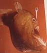 Finding Nemo | NatureRules1 Wiki | Fandom