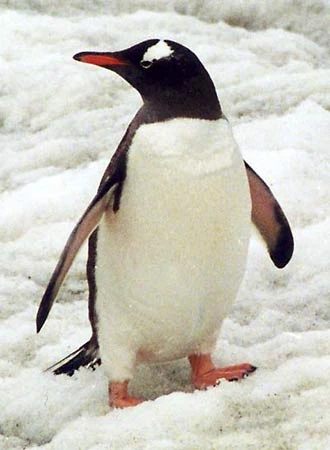 Gentoo Penguin | NatureRules1 Wiki | Fandom