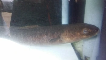 Giant Mottled Eel | NatureRules1 Wiki | Fandom