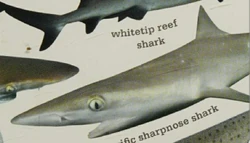 pacific sharpnose shark