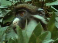 Lesser Spot-nosed Monkey | NatureRules1 Wiki | Fandom