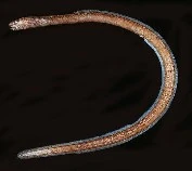 Fryer's False Moray | NatureRules1 Wiki | Fandom