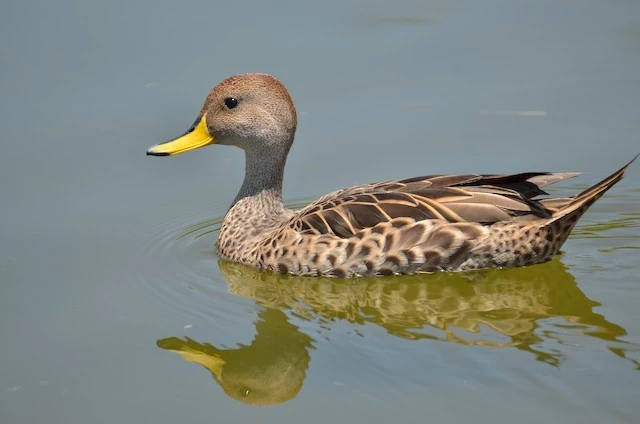 Yellow-billed Pintail | NatureRules1 Wiki | Fandom