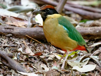 Noisy Pitta | NatureRules1 Wiki | Fandom