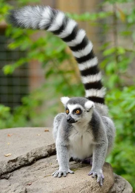 Ring-tailed Lemur | NatureRules1 Wiki | Fandom