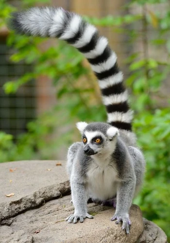 Ring-tailed Lemur | NatureRules1 Wiki | Fandom