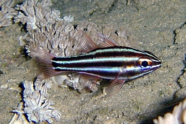 Cook's Cardinalfish | NatureRules1 Wiki | Fandom