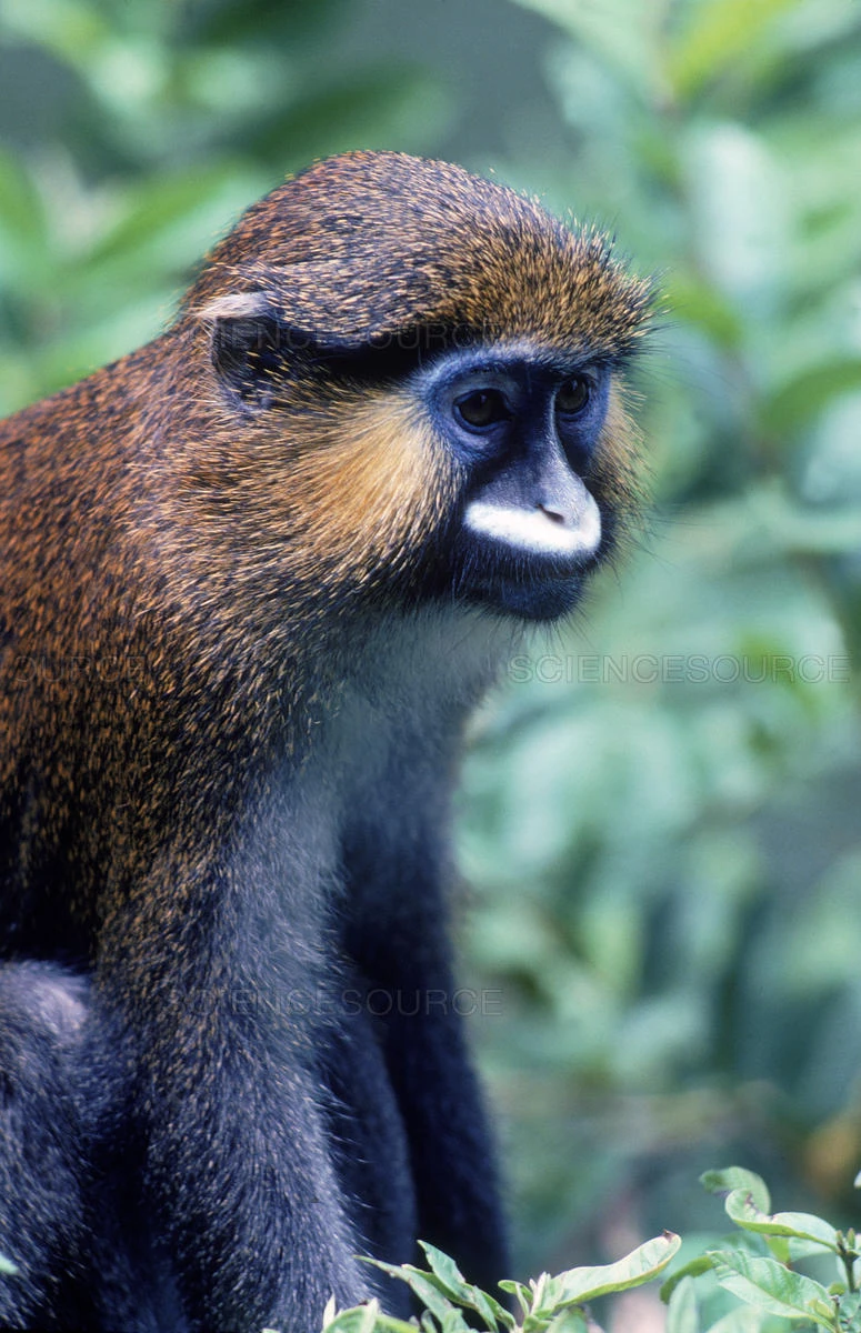 Moustached Guenon | NatureRules1 Wiki | Fandom