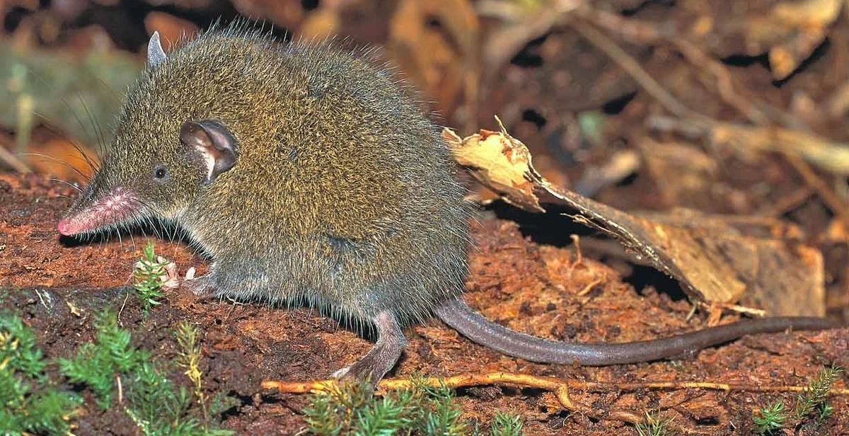 Lesser Long-tailed Shrew Tenrec | NatureRules1 Wiki | Fandom