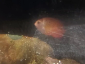 Rusty Angelfish | NatureRules1 Wiki | Fandom