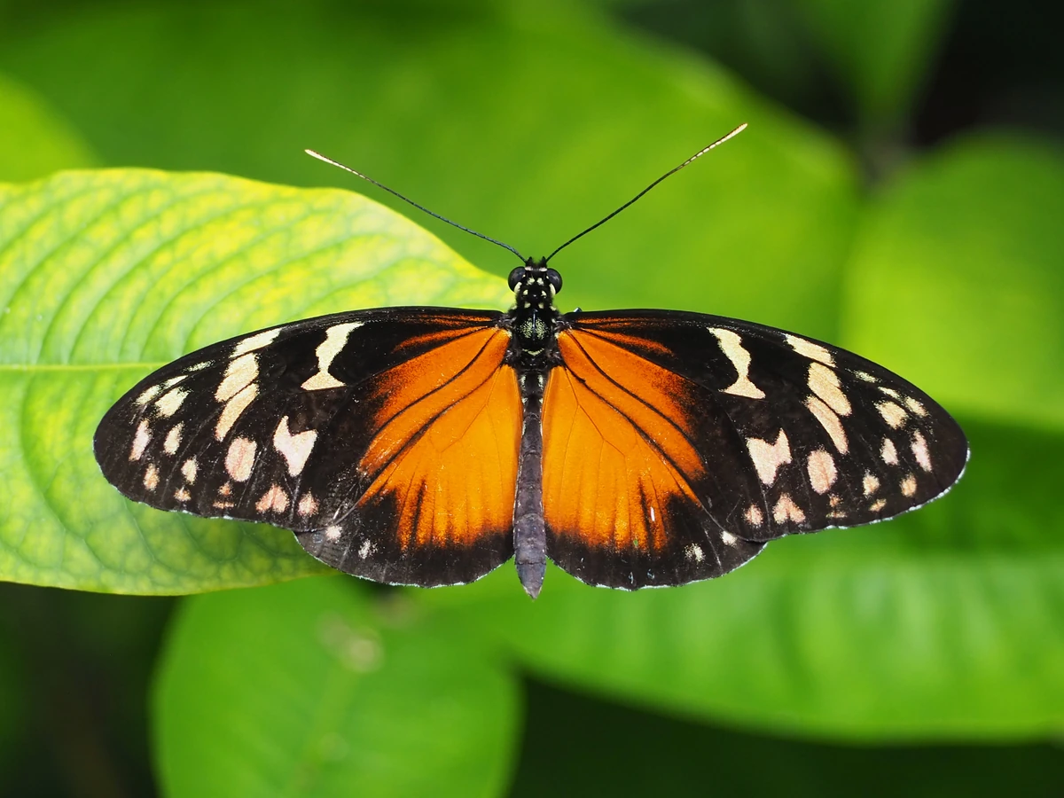 Tiger Longwing | NatureRules1 Wiki | Fandom