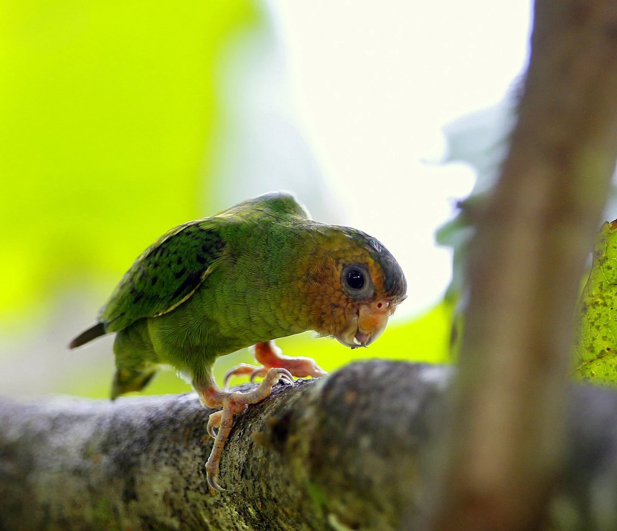 Buff-faced Pygmy Parrot | NatureRules1 Wiki | Fandom