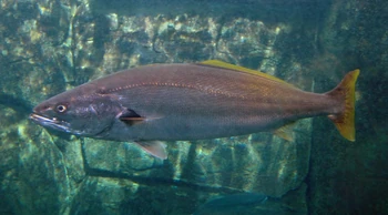 Geelbeck Croaker | NatureRules1 Wiki | Fandom