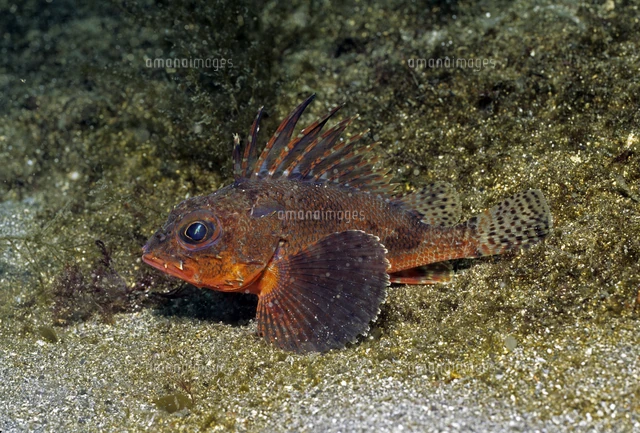 Orange-banded Scorpionfish | NatureRules1 Wiki | Fandom