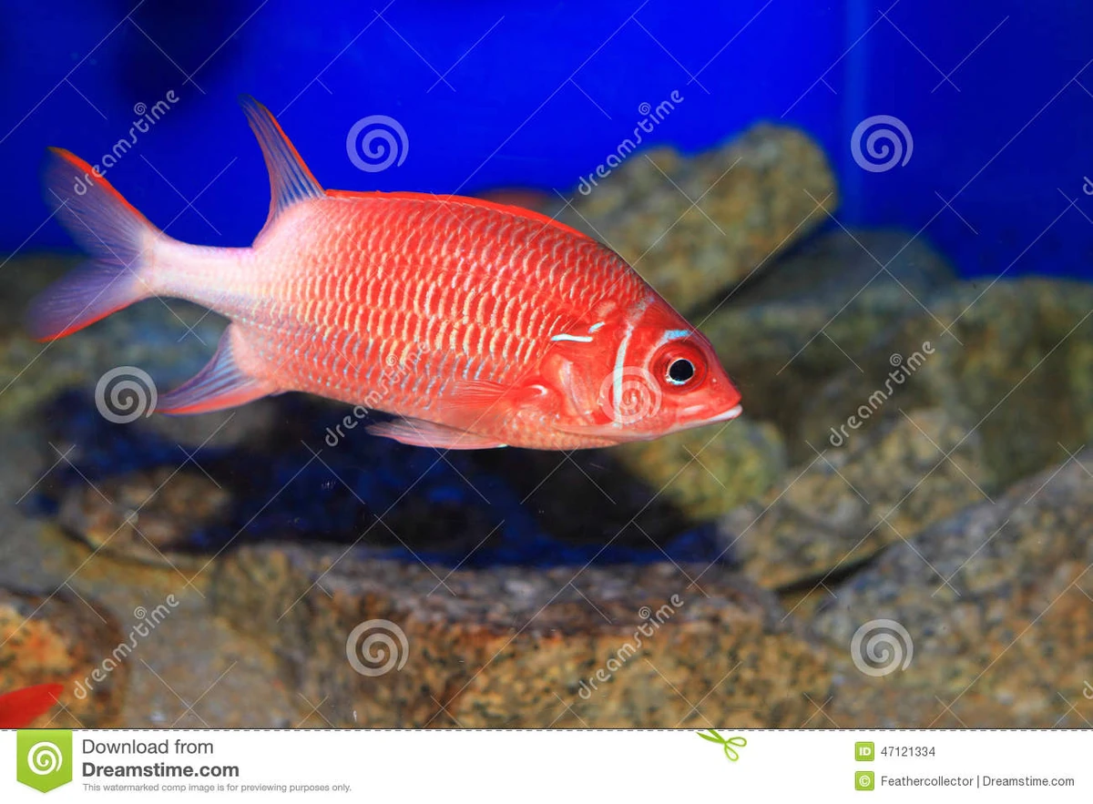 Silverspot Squirrelfish | NatureRules1 Wiki | Fandom