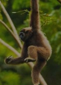Muller's Gibbon | NatureRules1 Wiki | Fandom