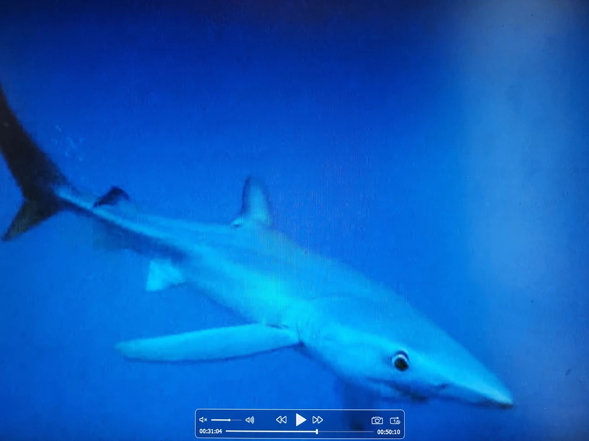 1000 Things Under the Sea Animals Alphabet | NatureRules1 Wiki | Fandom