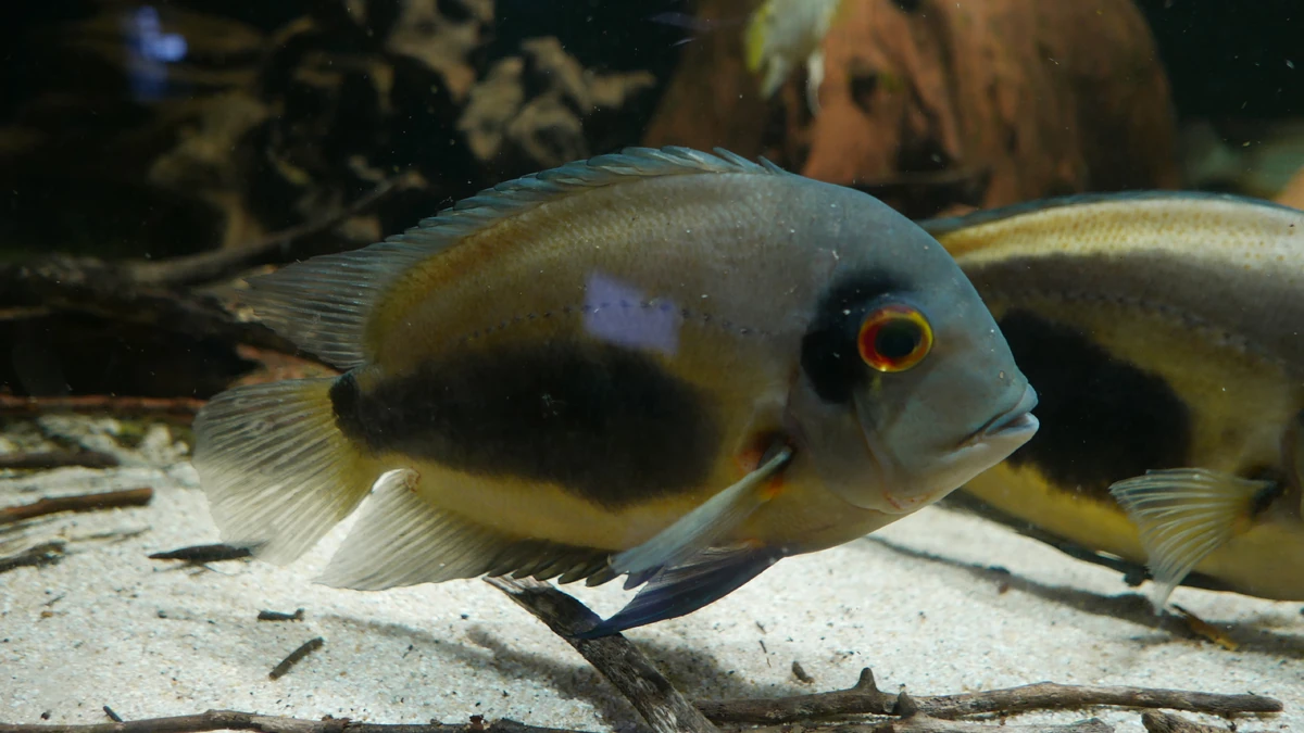 Uaru | NatureRules1 Wiki | Fandom