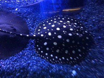 xingu river ray predators