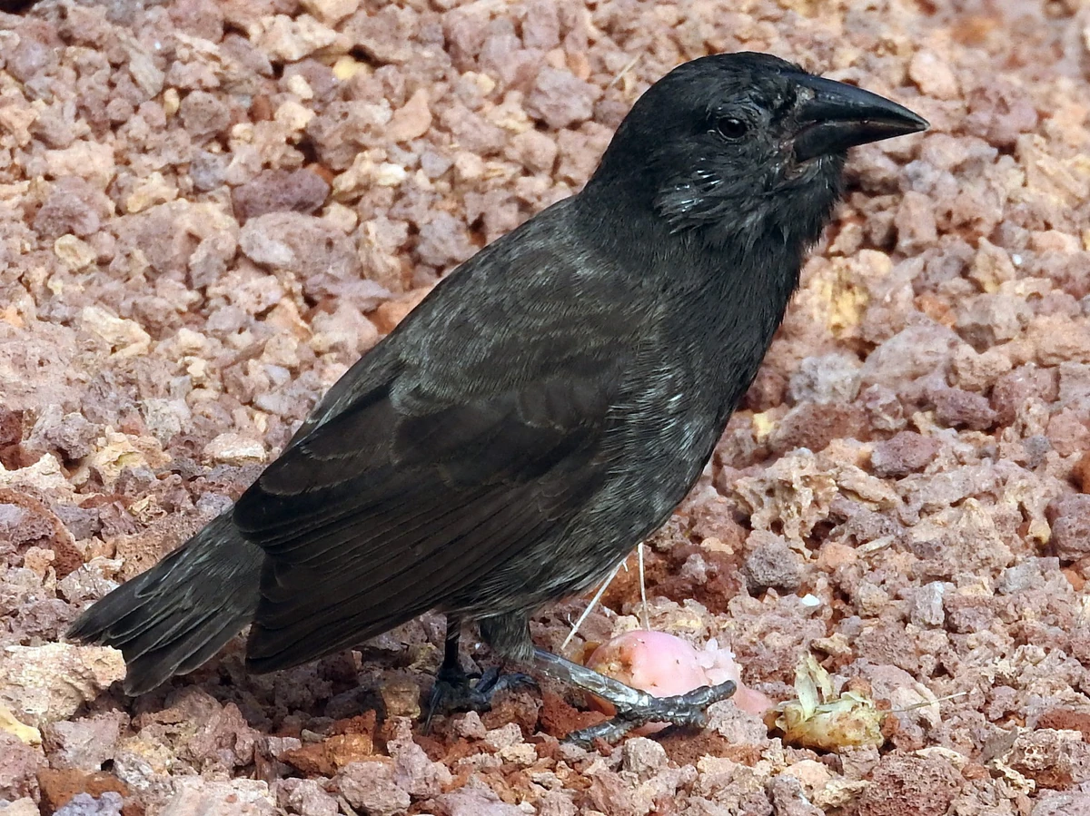 Common Cactus Finch | NatureRules1 Wiki | Fandom