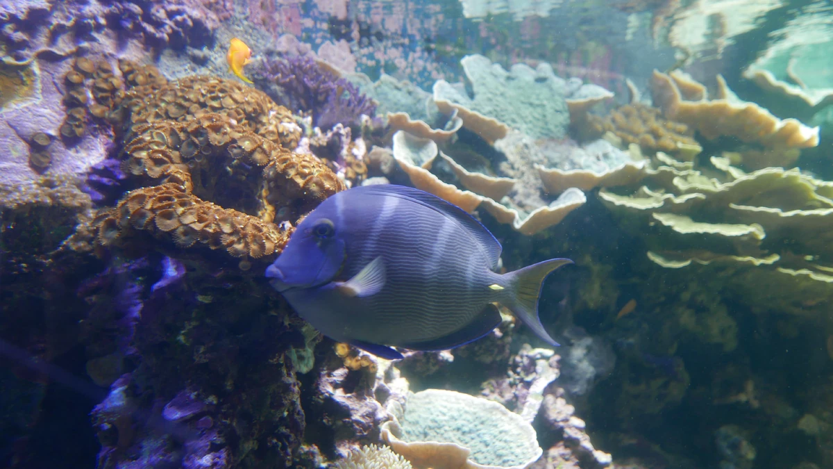 Atlantic Blue Tang | NatureRules1 Wiki | Fandom