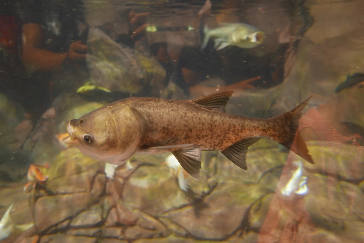 Bighead Carp | NatureRules1 Wiki | Fandom