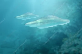 Haikouichthys | NatureRules1 Wiki | Fandom