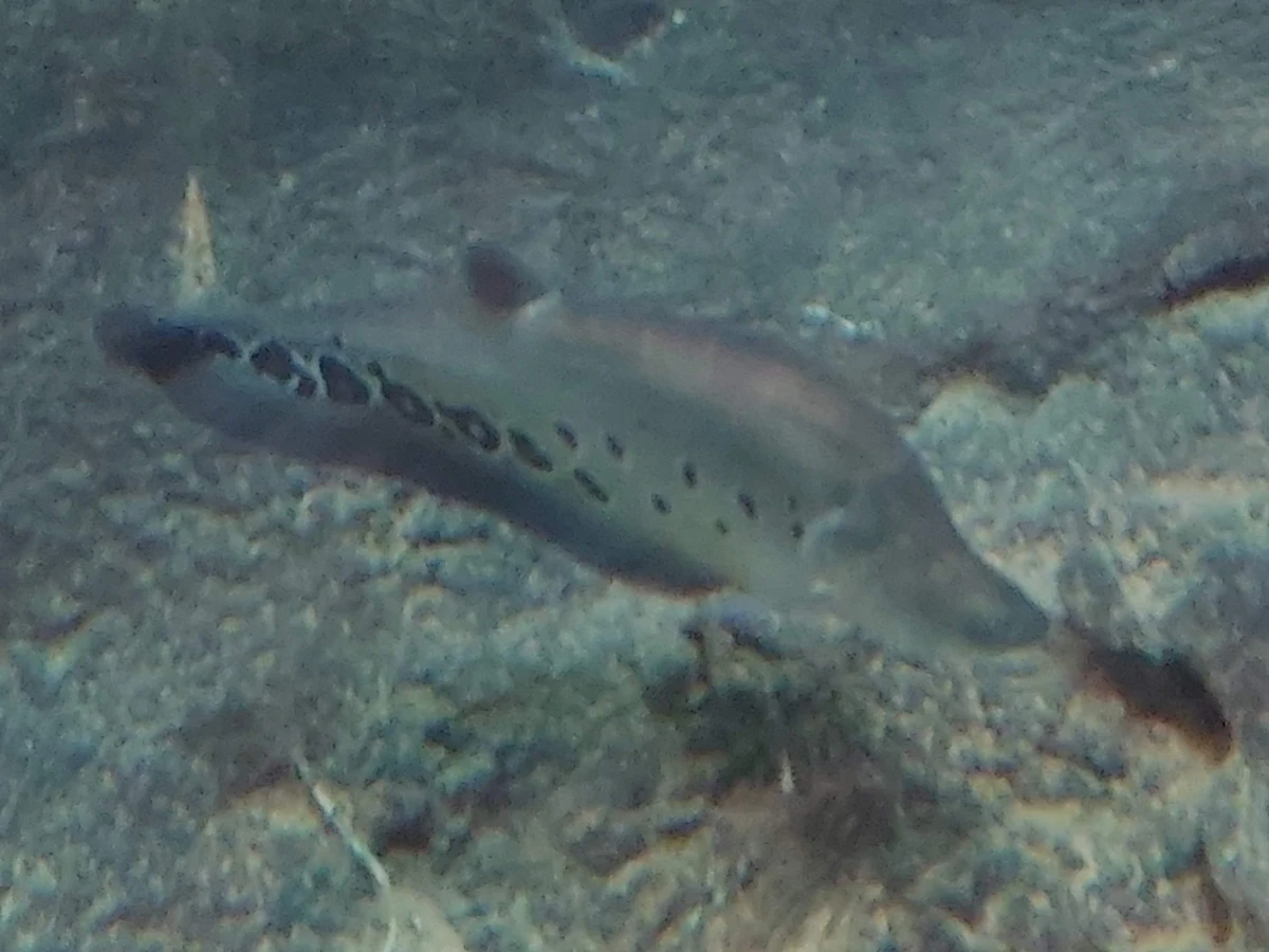 Category:Notopteridae | NatureRules1 Wiki | Fandom