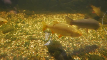 Common Rudd | NatureRules1 Wiki | Fandom