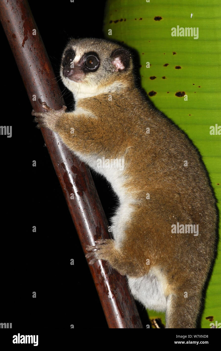 Furry-eared Dwarf Lemur | NatureRules1 Wiki | Fandom