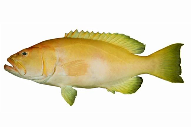 Golden Grouper | NatureRules1 Wiki | Fandom
