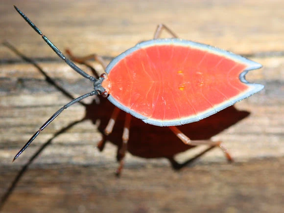 Lychee Stink Bug | NatureRules1 Wiki | Fandom