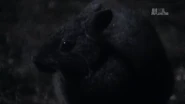 Amami Rabbit | NatureRules1 Wiki | Fandom