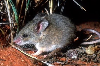 Little Native Mouse | NatureRules1 Wiki | Fandom