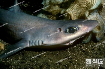 Shortspine Spurdog | NatureRules1 Wiki | Fandom