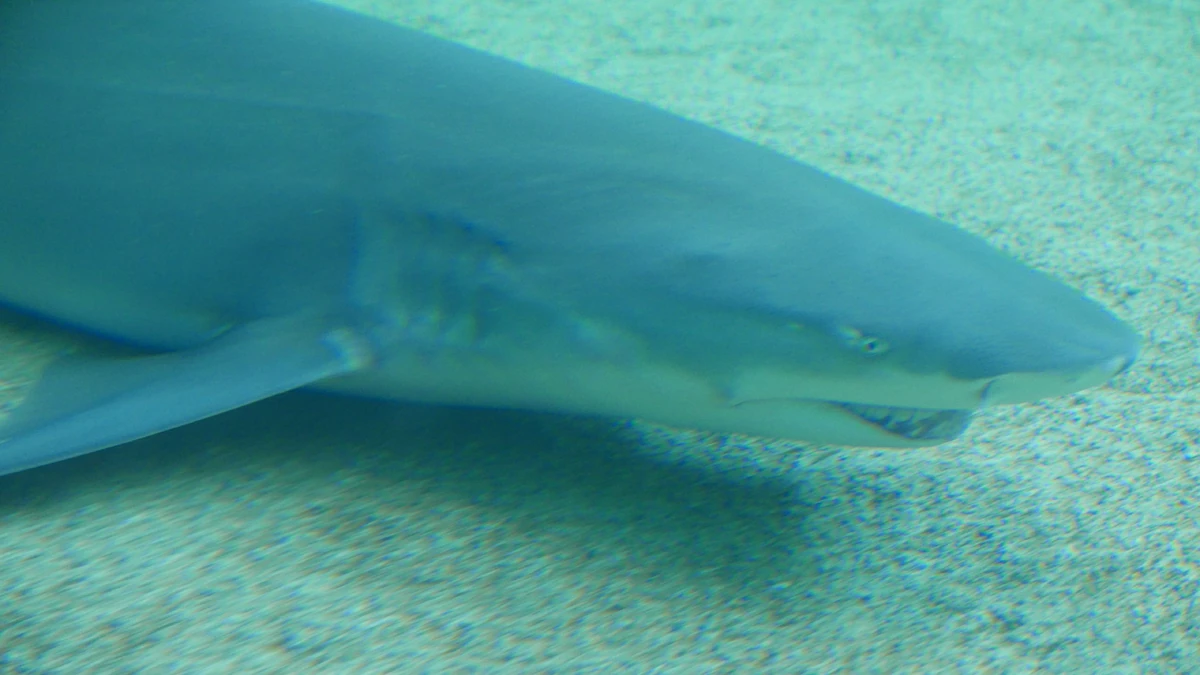 Sicklefin Lemon Shark | NatureRules1 Wiki | Fandom