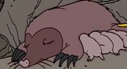 Eastern Mole | NatureRules1 Wiki | Fandom